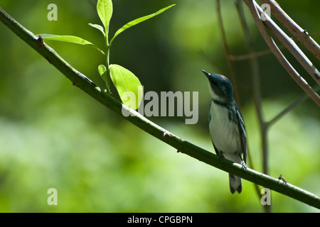 Cerulean Warbler (Dendroica cerulea Stock Photo - Alamy