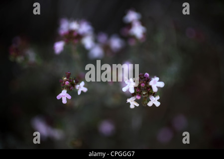 Thyme - Thymus serpyllum - Ardeche - France Stock Photo - Alamy