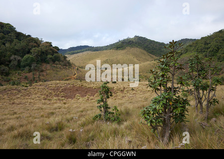 Upper montane woodland, cloud forest, and wet patana grassland, Horton ...