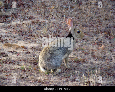 Black-Naped hare Lepus nigricollis singhala Stock Photo - Alamy