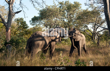 Male elephants tussle while eating tree bark in Thornybush Game Reserve ...