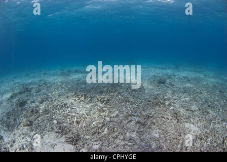 A destroyed reef from bomb, dynamite fishing. One of the most unsustainable fishing practice ...