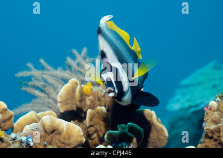 Singular bannerfish (Heniochus singularius). Andaman Sea, Thailand ...
