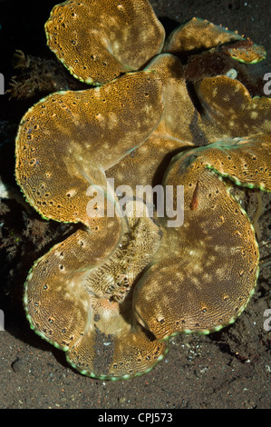 Fluted fluted giant clams (Tridacna squamosa), Other animals, Shells ...