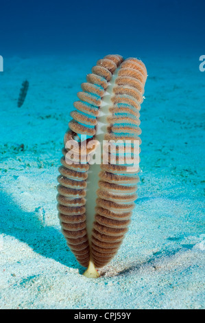 Seapen (Pteroeides sp.) Rinca, Komodo National Park, Indonesia Stock ...