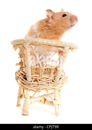 Cute white hamster sitting on a paper shavings and looking at the ...