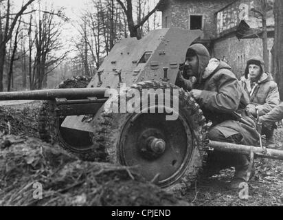 Belgian soldiers of the Waffen SS with a 3.7 cm Pak 35/36, 1943 Stock ...