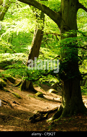 Padley Gorge Spring Stock Photo: 35059980 - Alamy