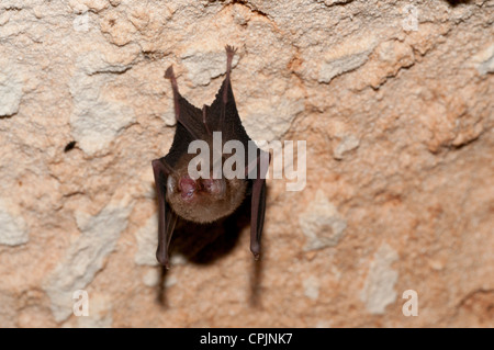 Stock photo of a Bahamian lesser funnel-eared bat hanging in a cave ...