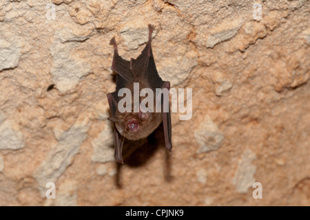Stock photo of a Bahamian lesser funnel-eared bat hanging in a cave ...