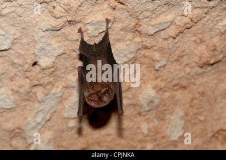 Stock photo of a Bahamian lesser funnel-eared bat hanging in a cave ...