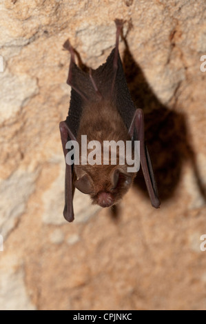 Stock photo of a Bahamian lesser funnel-eared bat hanging in a cave ...