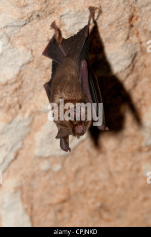 Stock photo of a Bahamian lesser funnel-eared bat hanging in a cave ...