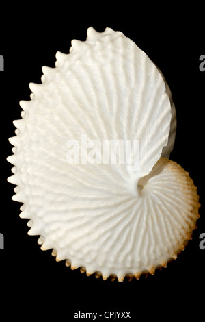 paper nautilus shell on white beach sand and blue seascape background ...