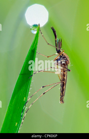 Male Mosquito at rest Stock Photo - Alamy
