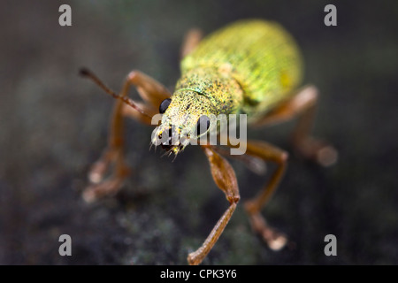 Wheat weevil Sitophilus granarius beetles on buckwheat seeds. High ...