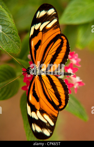 Numata longwing - Heliconius numata, beautiful orange butterfly from ...
