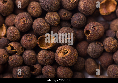 Closeup of pimento seeds Stock Photo - Alamy