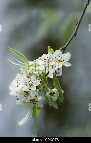 Pear tree blossom flowers with pollen covered stamen against natural ...