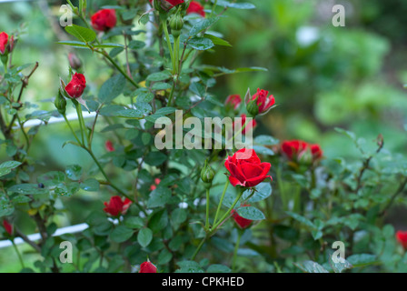 Small red roses macro in the garden. Red roses blossom, fresh natural ...