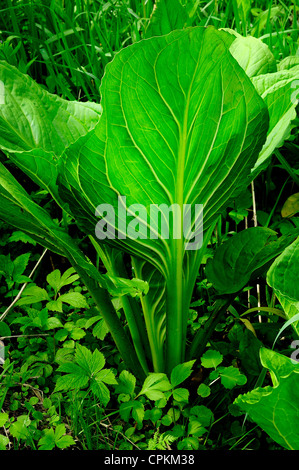 Eastern Skunk Cabbage, Clumpfoot Cabbage, Foetid Pothos, Meadow Cabbage ...