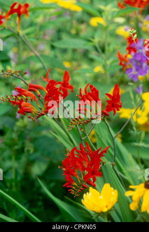 Beautiful Crocosmia flowers in nature background Stock Photo - Alamy