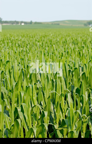 Corn field, Iowa Stock Photo - Alamy
