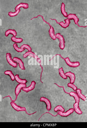 Vibrio Cholerae Microscope