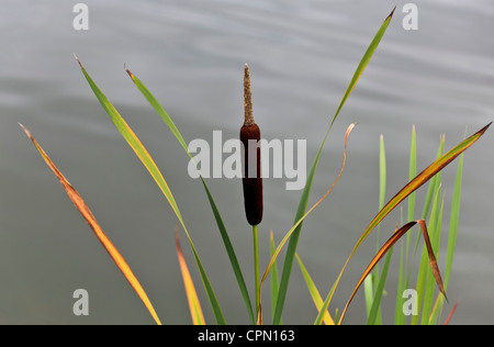bull rush rushes bullrush bullrushes reeds pond ponds plant plants ...