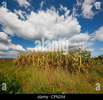 beautiful landscape, corn field on a sunny day with pasture and hills ...