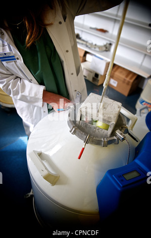 Cryogenics tanks in a laboratory Stock Photo: 27988654 - Alamy
