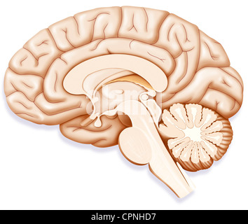 Limbic system drawing Stock Photo - Alamy