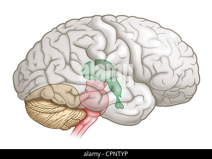 The Brain and Brainstem Stock Photo: 84398577 - Alamy