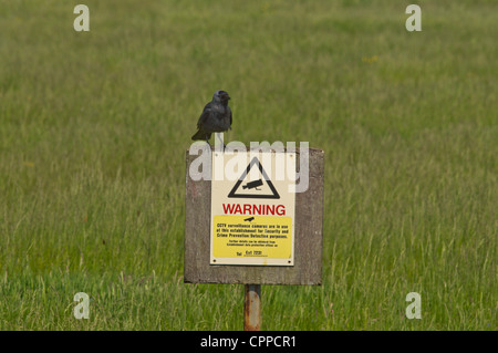 a black crow and yellow warning sign Stock Photo - Alamy
