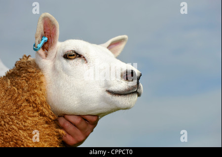 Close up of face of a pedigree Texel female sheep, Lancashire, UK Stock ...
