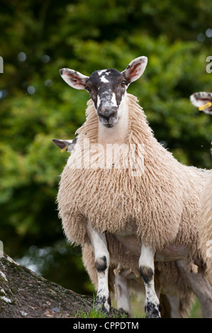 Mule gimmer lamb ready for sale, against a blue sky. North Yorkshire ...