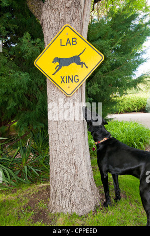 A Black Labrador retriever hunting dog with a Bobwhite Quail on a ...