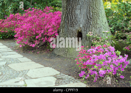 Japanese garden with blooming rhododendrons Stock Photo - Alamy