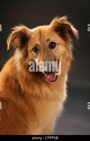 Portrait of a medium sized golden brown dog in a studio Stock Photo - Alamy