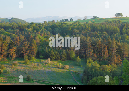 Looking to Baron Wood from Coombs Wood at Armathwaite, Eden Valley ...