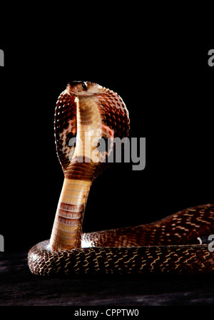 Brown Spectacle Cobra with Hood Stock Photo - Alamy
