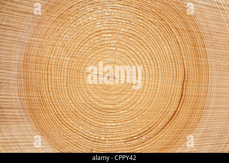 Slice of the wood timber natural background Stock Photo - Alamy