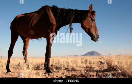 All this mare's energy and sustenance has gone into producing her foal ...