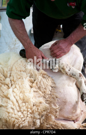 Sheep being sheared at Leyburn food festival 2012 Stock Photo - Alamy