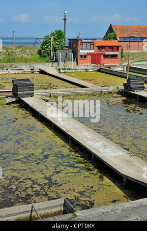 Oysters farm in Yerseke, Zeeland, Netherlands Stock Photo - Alamy
