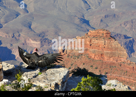 Turkey vulture - Cathartes Aura - Grand Canyon, Arizona, USA Stock ...