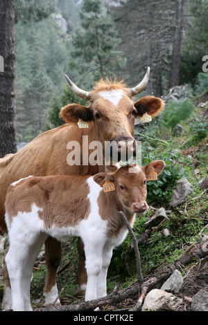 Cow and calf in the Gorges de la Restonica Corsica France Stock Photo ...