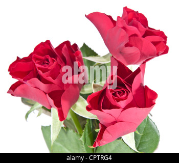 Three roses isolated on white Stock Photo - Alamy
