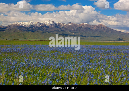 Camas County, Idaho: Centennial Marsh Camas Prairie Stock Photo - Alamy