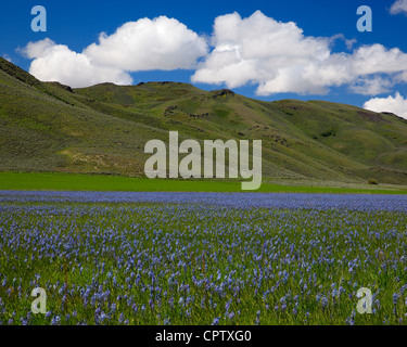 Camas County, Idaho: Centennial Marsh Camas Prairie Stock Photo - Alamy